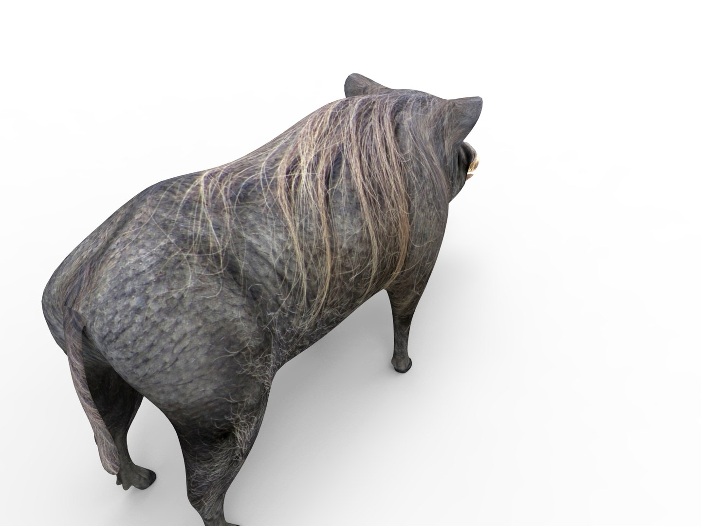3D Wild Boar Rigged Animation Model - TurboSquid 1253289