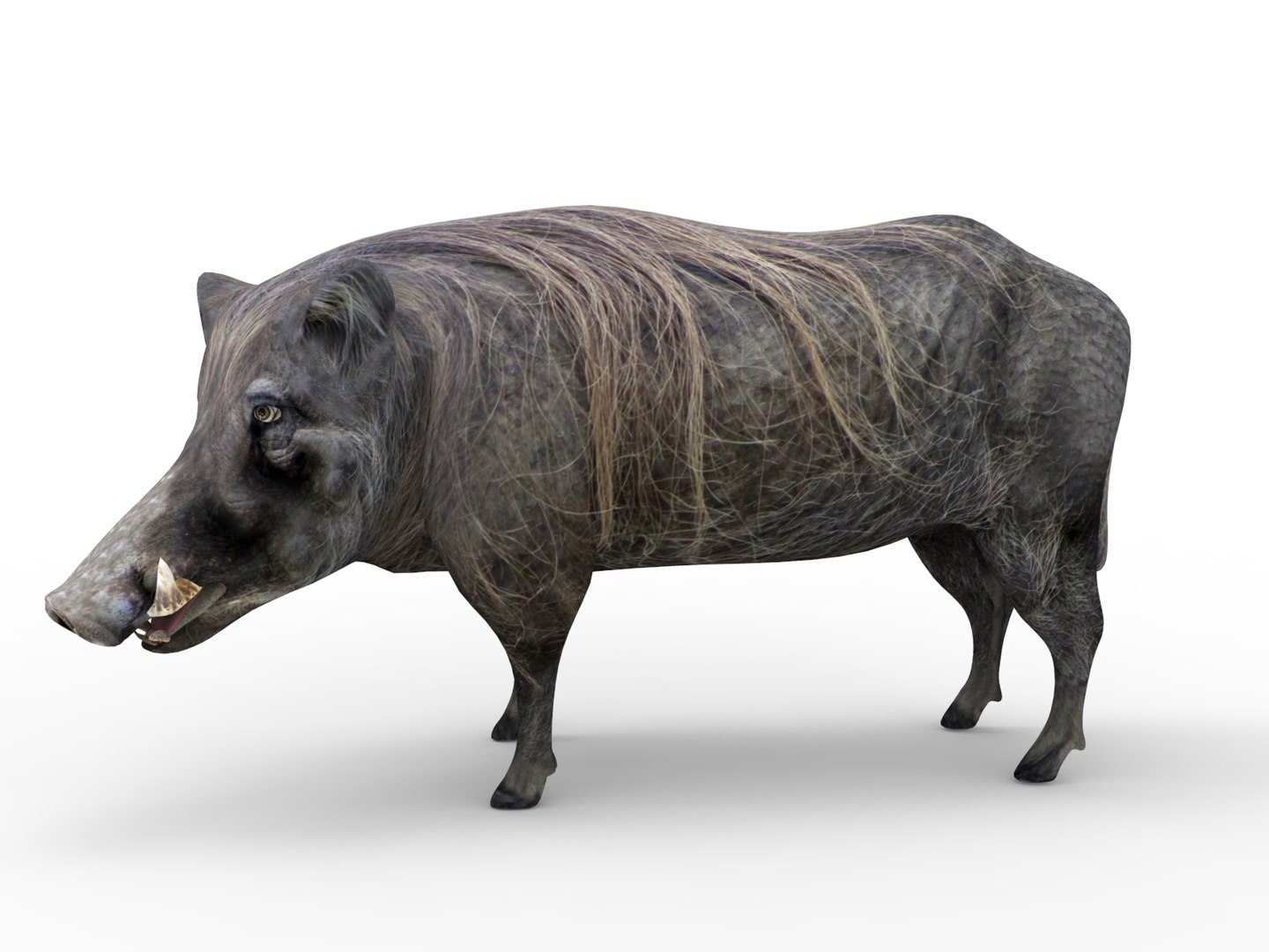 3D Wild Boar Rigged Animation Model - TurboSquid 1253289