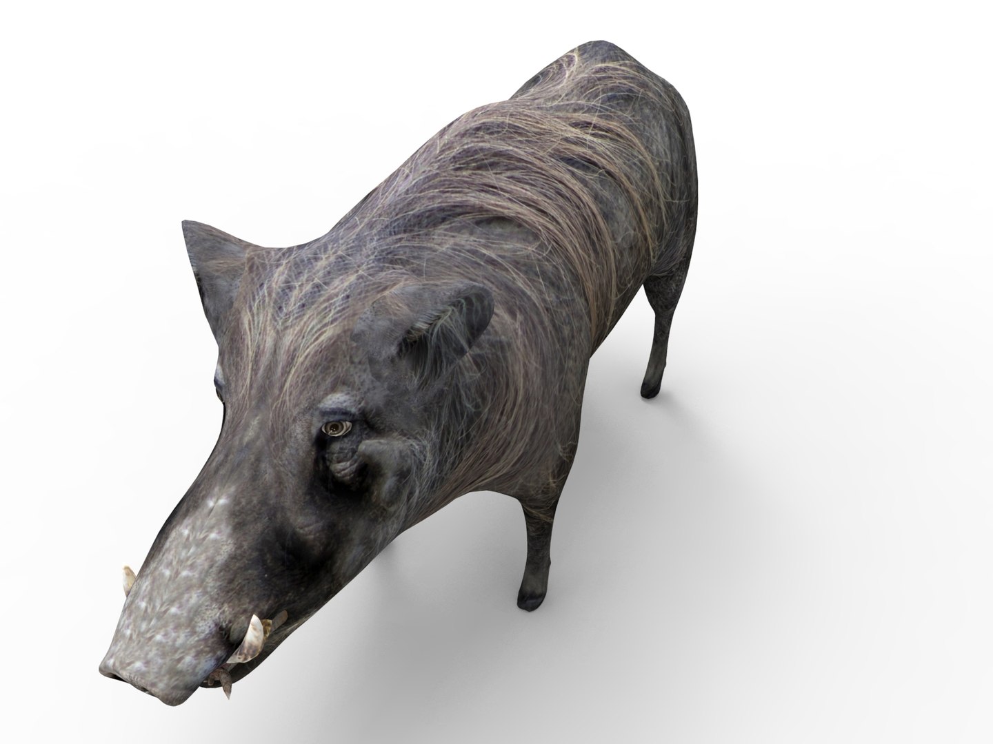 3D Wild Boar Rigged Animation Model - TurboSquid 1253289