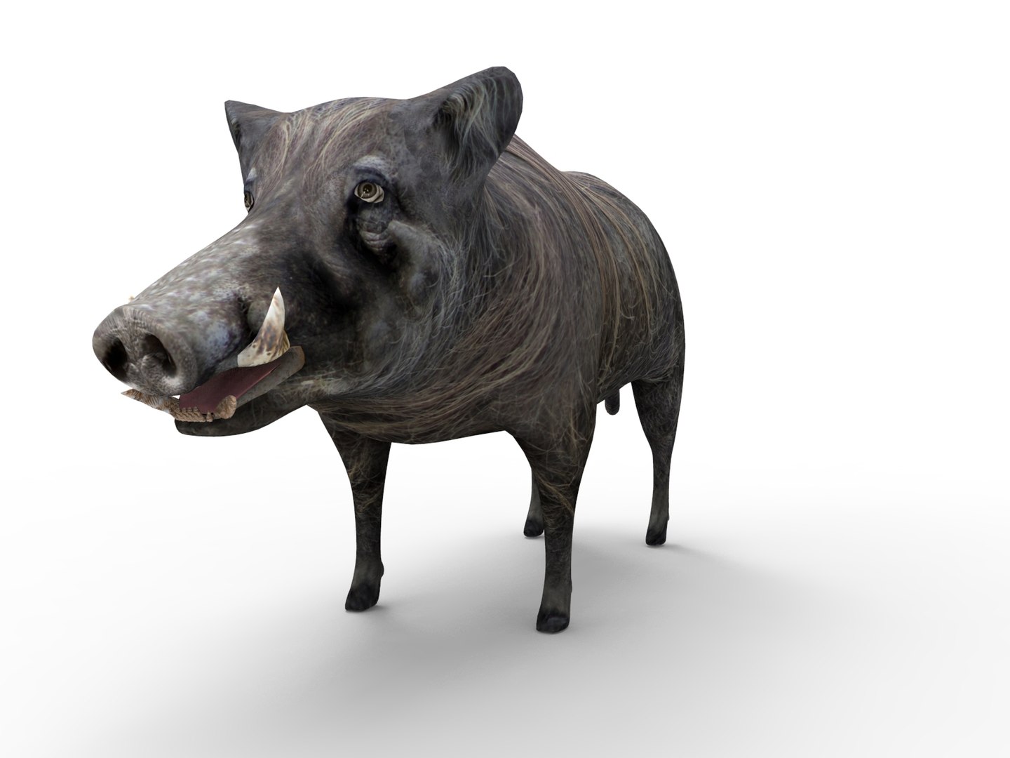 3D Wild Boar Rigged Animation Model - TurboSquid 1253289