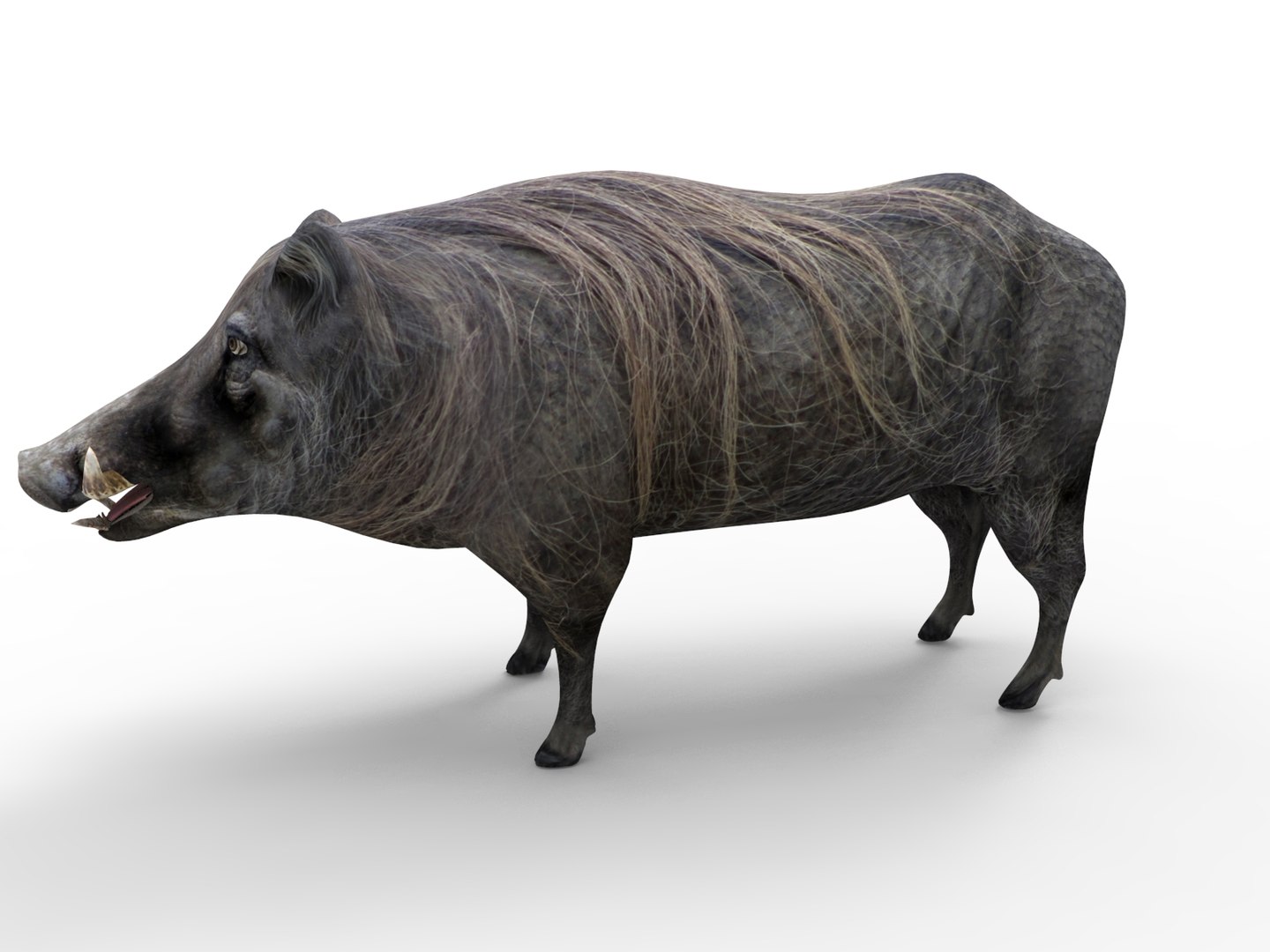 3D Wild Boar Rigged Animation Model - TurboSquid 1253289