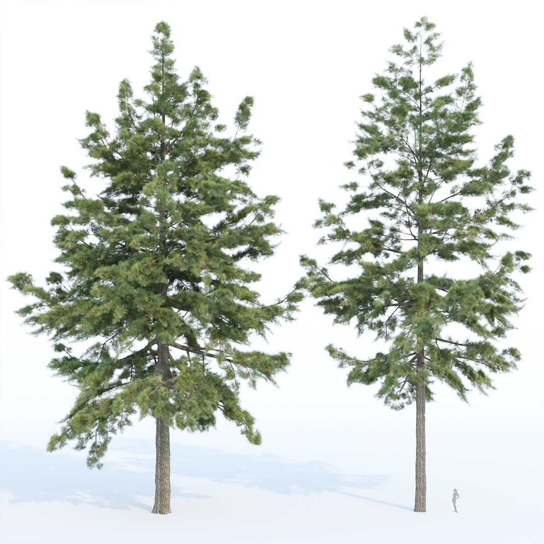3D Conifer Trees Collection Vol 86 Model - TurboSquid 1962709