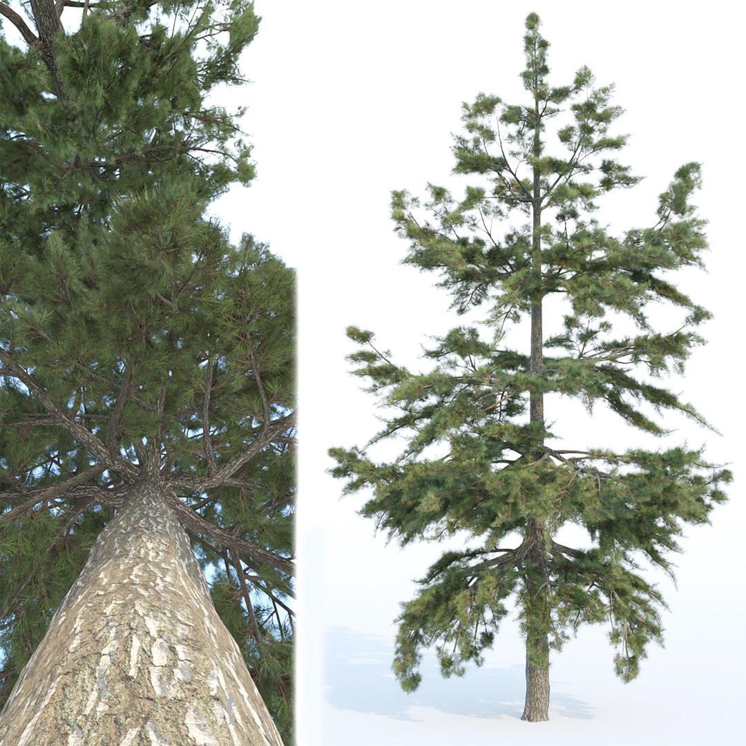 3D Conifer Trees Collection Vol 86 Model - TurboSquid 1962709