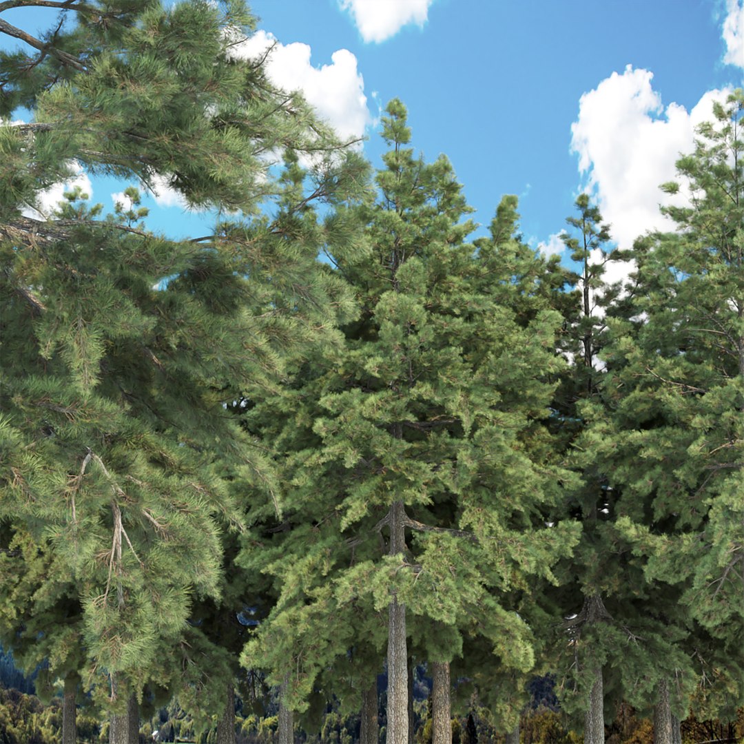 3D Conifer Trees Collection Vol 86 Model - TurboSquid 1962709