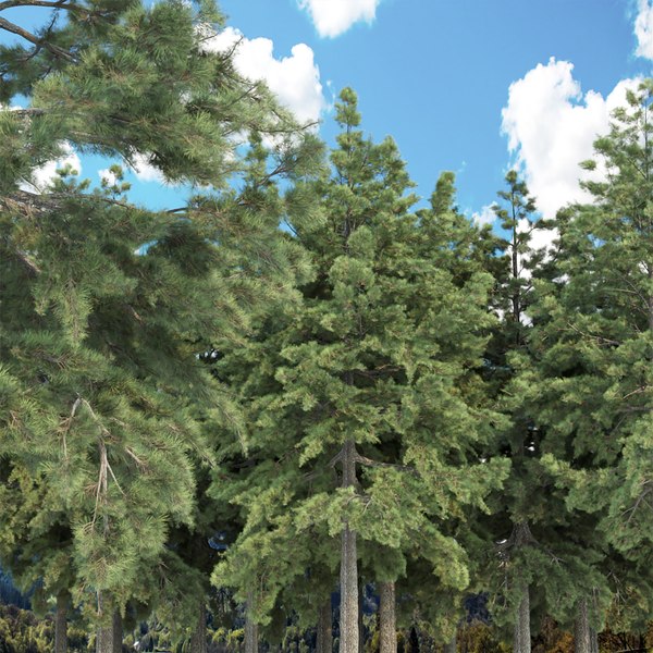 3D conifer trees collection vol 86 model - TurboSquid 1962709