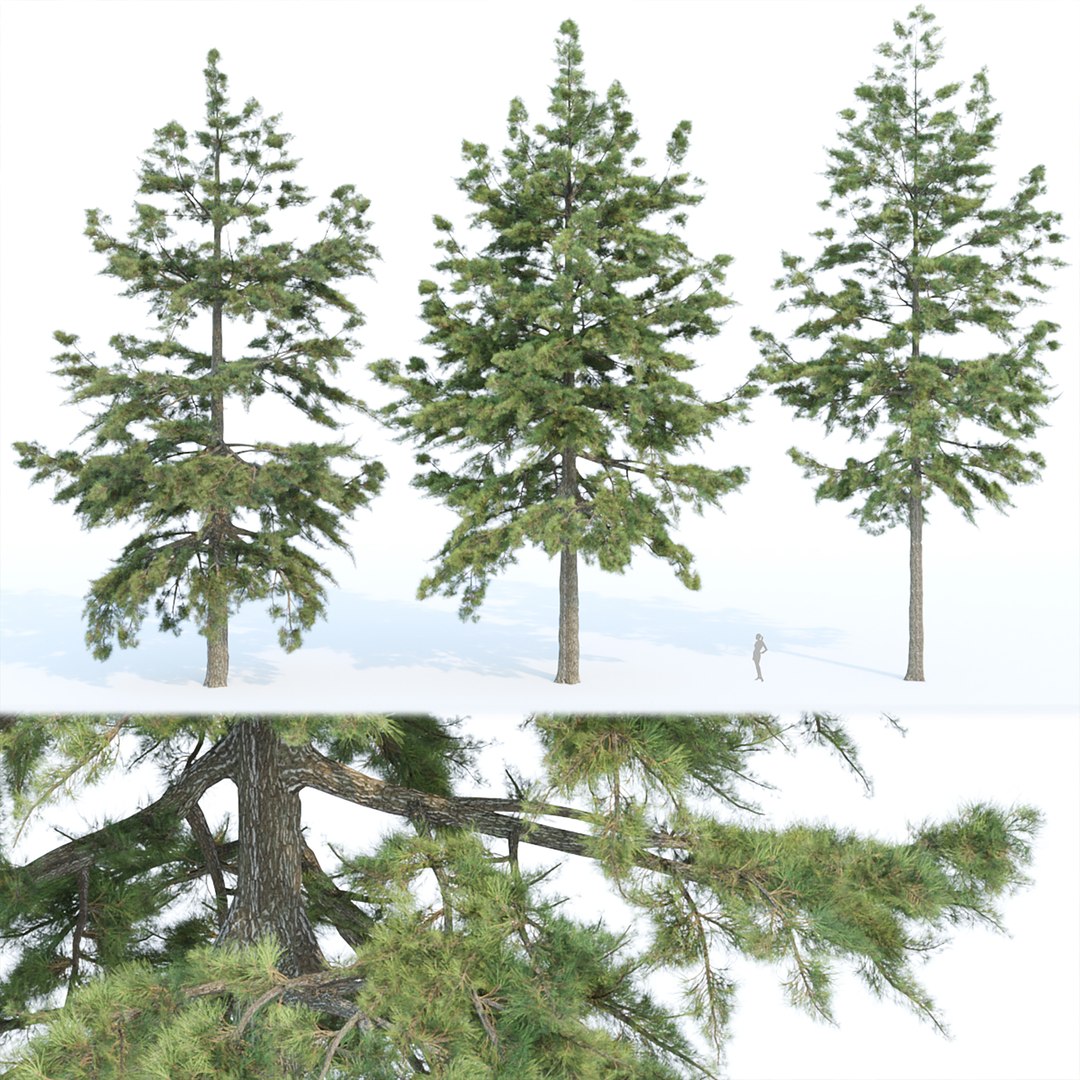 3D Conifer Trees Collection Vol 86 Model - TurboSquid 1962709