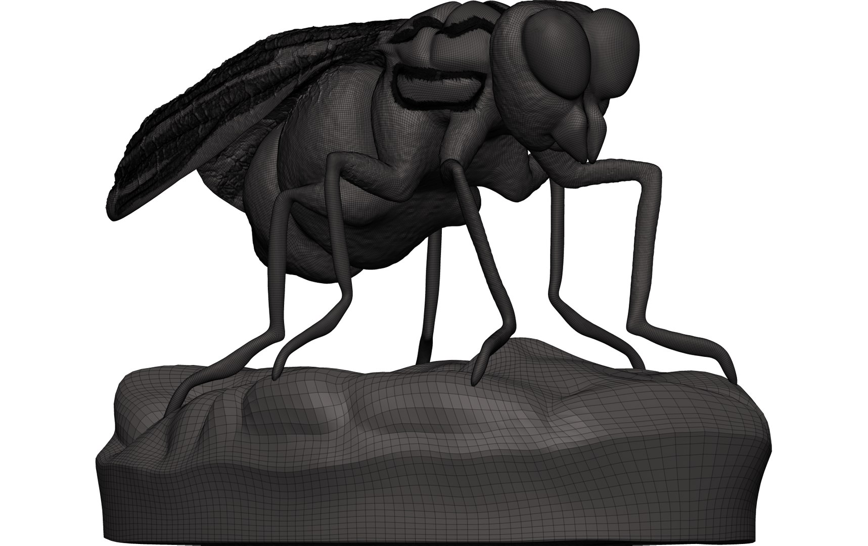 Fly 3D Model - TurboSquid 1850298