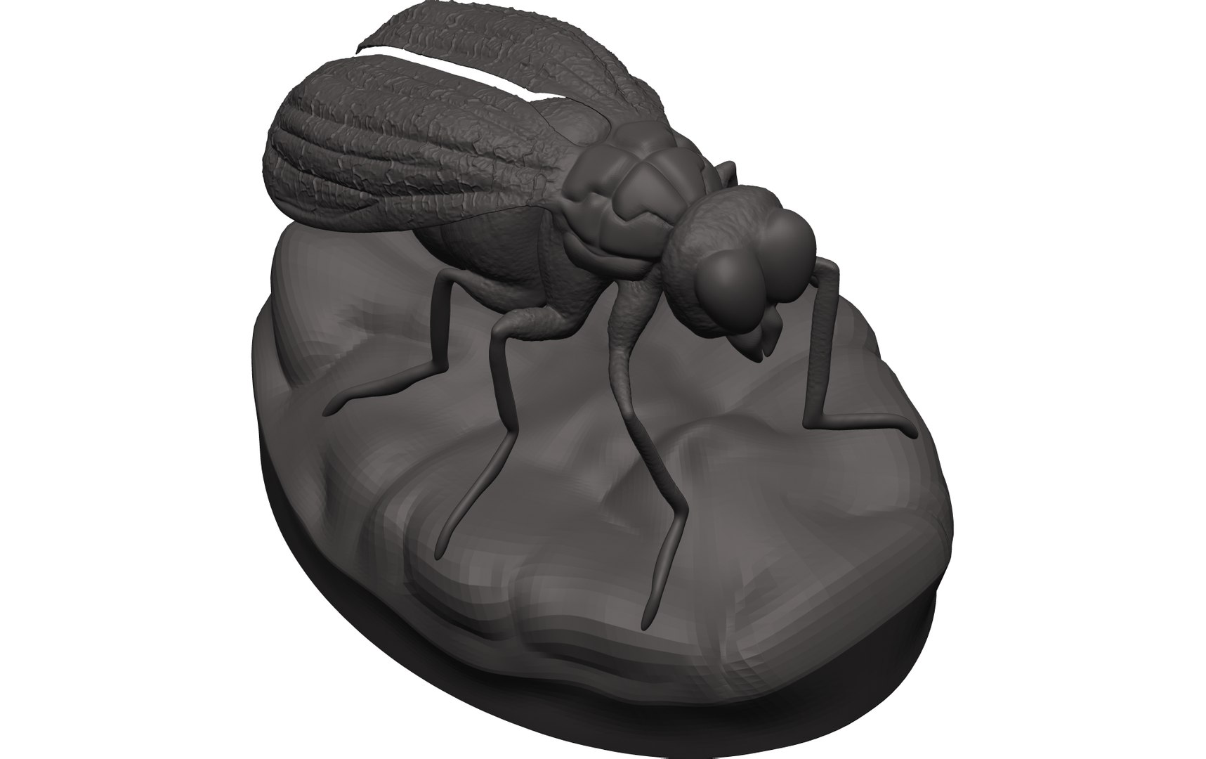 Fly 3D Model - TurboSquid 1850298