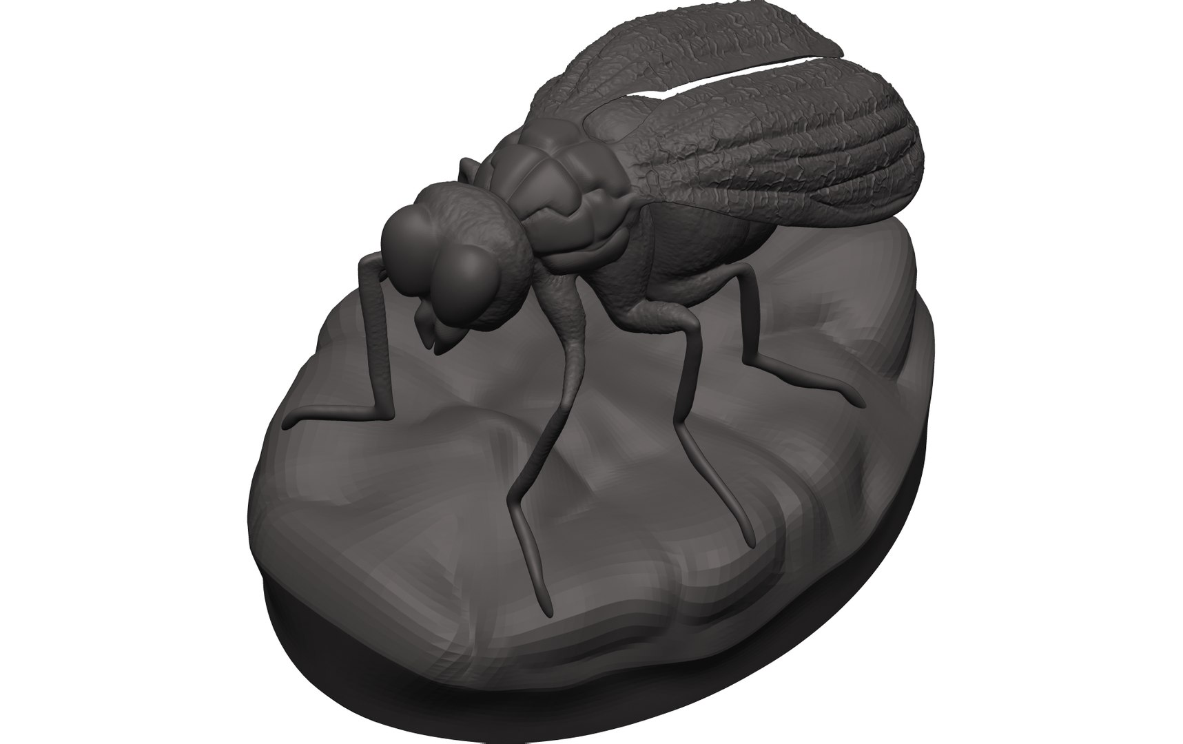 Fly 3D Model - TurboSquid 1850298