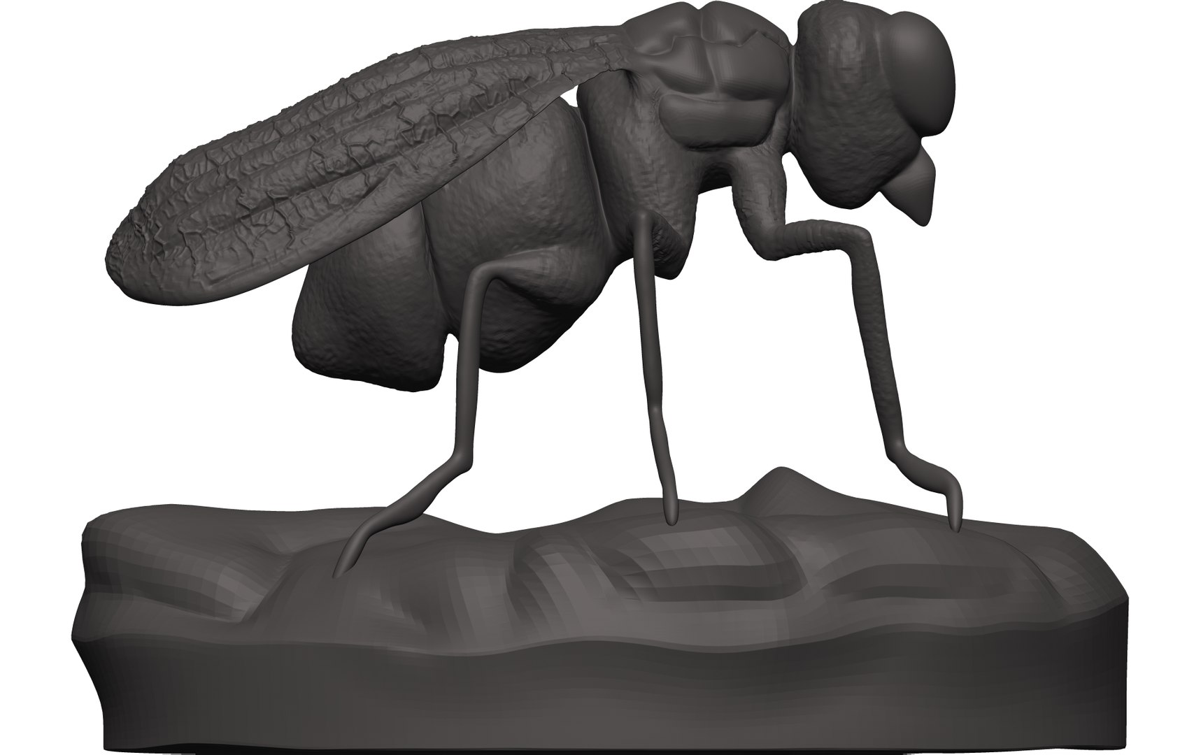 Fly 3D Model - TurboSquid 1850298