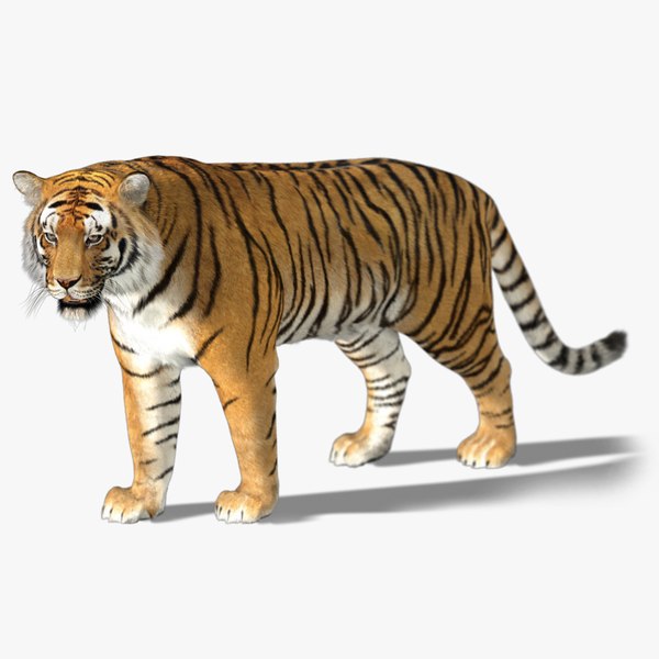 Tiger 3D Models for Download | TurboSquid