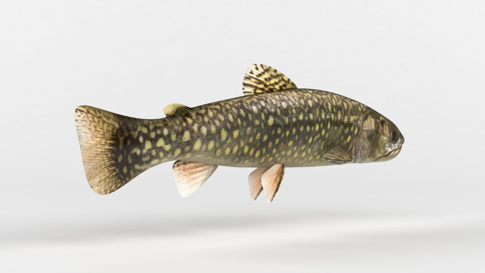 3D Trout Fish - TurboSquid 1754220