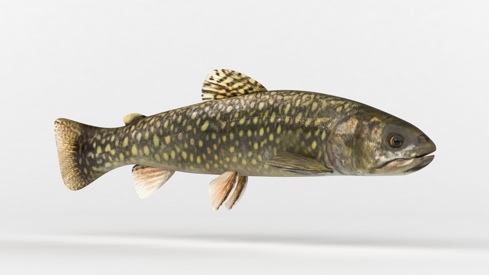 3D Trout Fish - TurboSquid 1754220