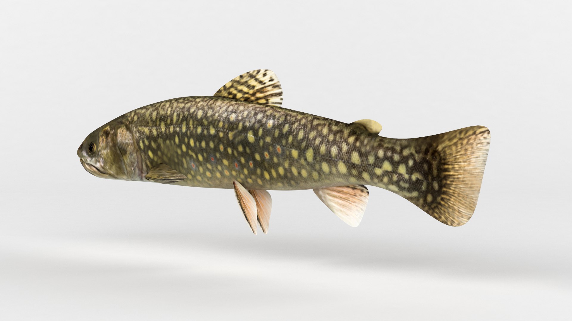 3D Trout Fish - TurboSquid 1754220