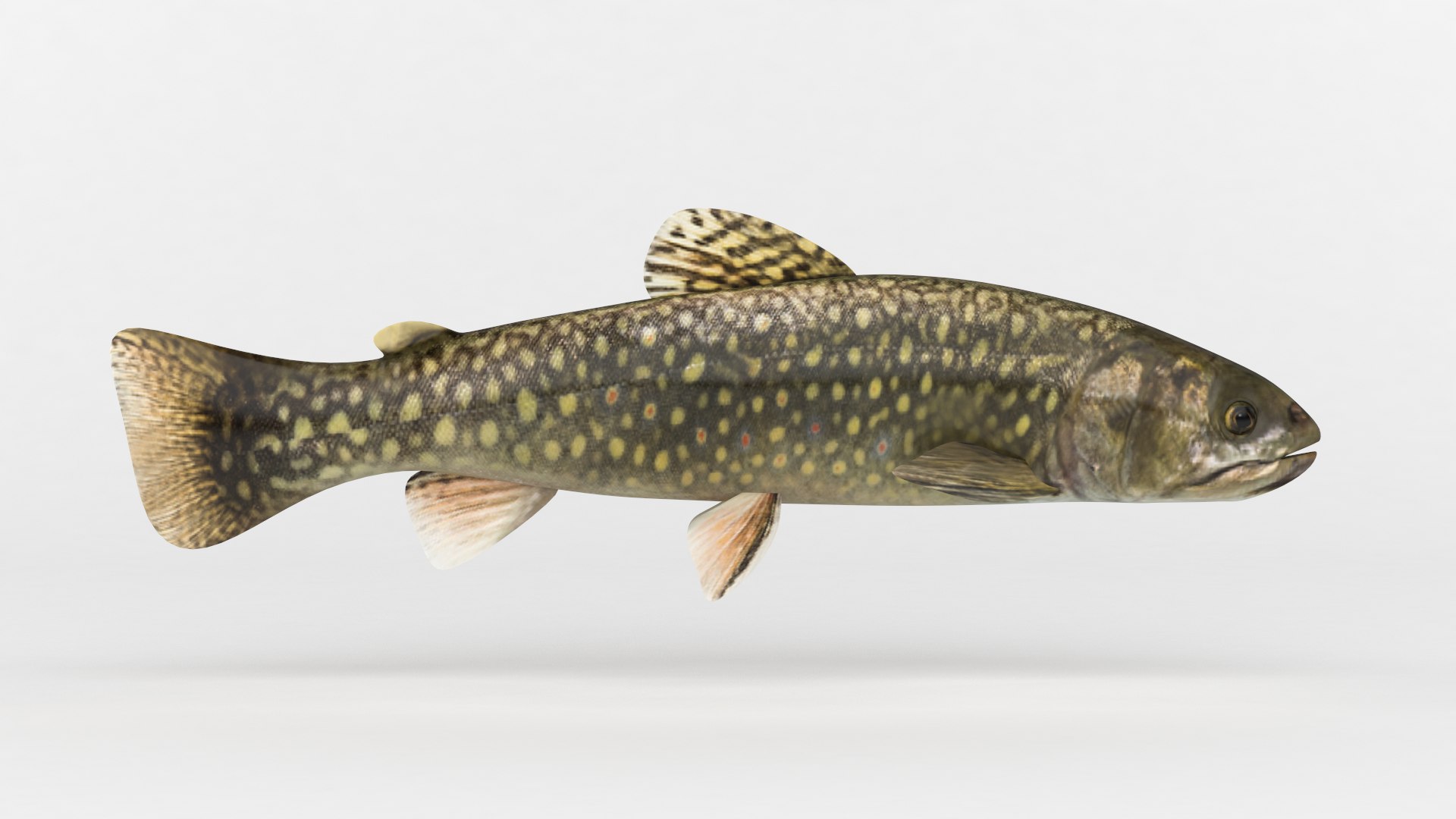 3D Trout Fish - TurboSquid 1754220