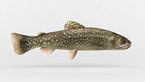 3D Fish Trout Model - TurboSquid 1641435
