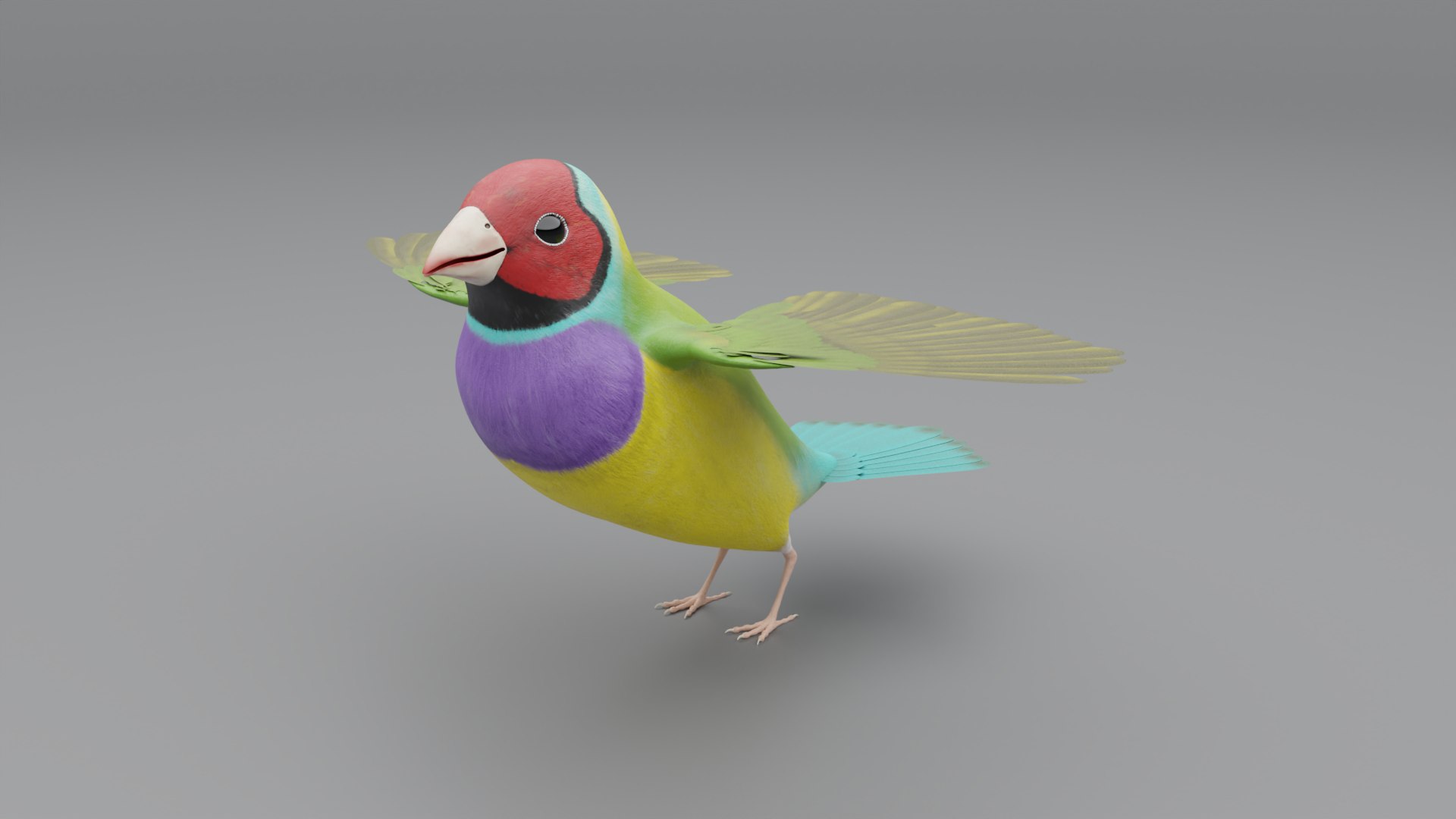 3D Gouldian Finch 3D model - TurboSquid 2102876