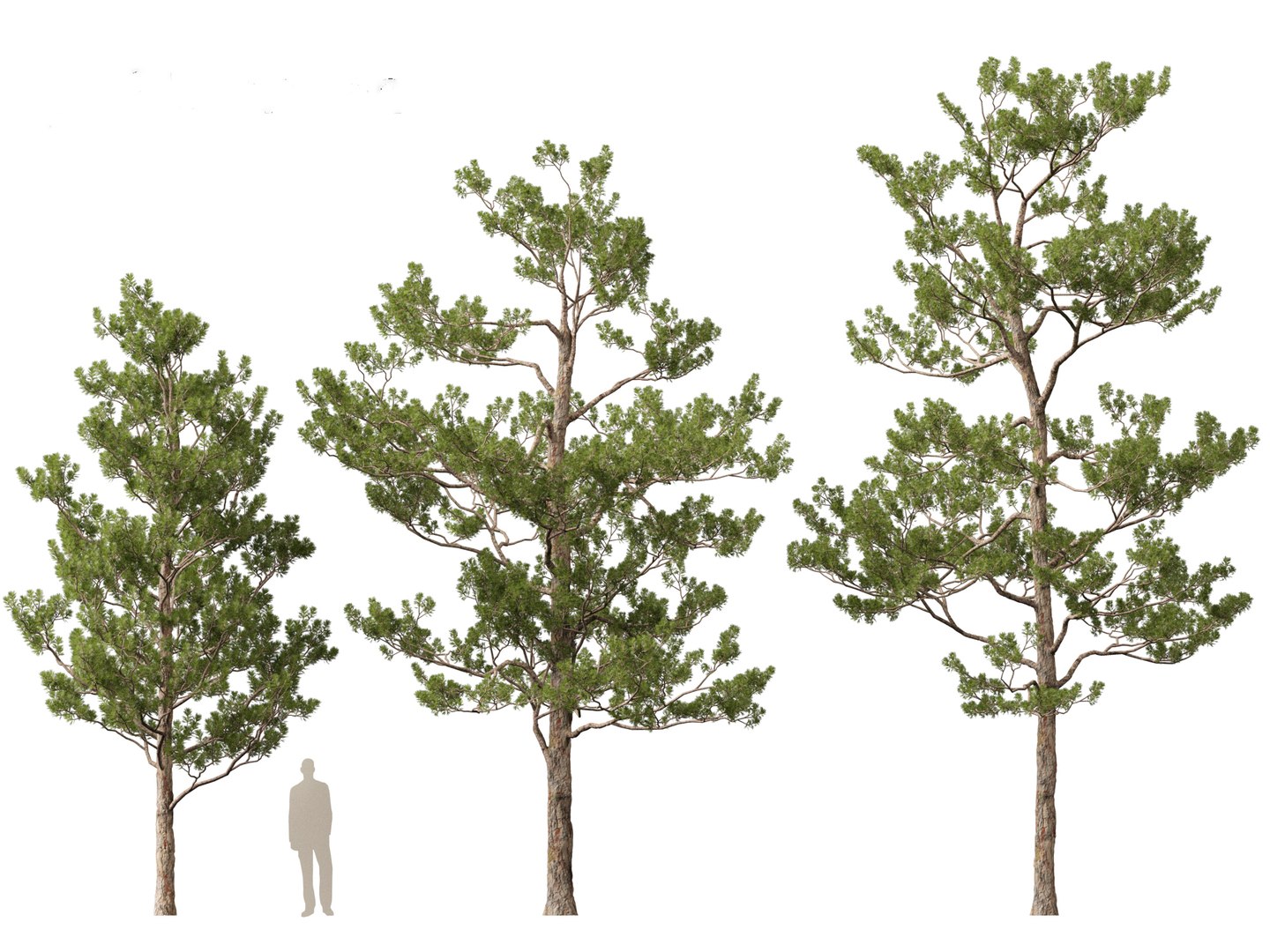3D Pinus Elliottii - Slash Pine Model - TurboSquid 2139797