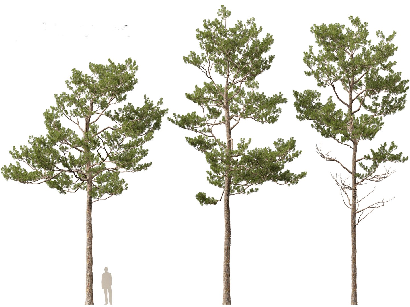 3D Pinus Elliottii - Slash Pine Model - TurboSquid 2139797