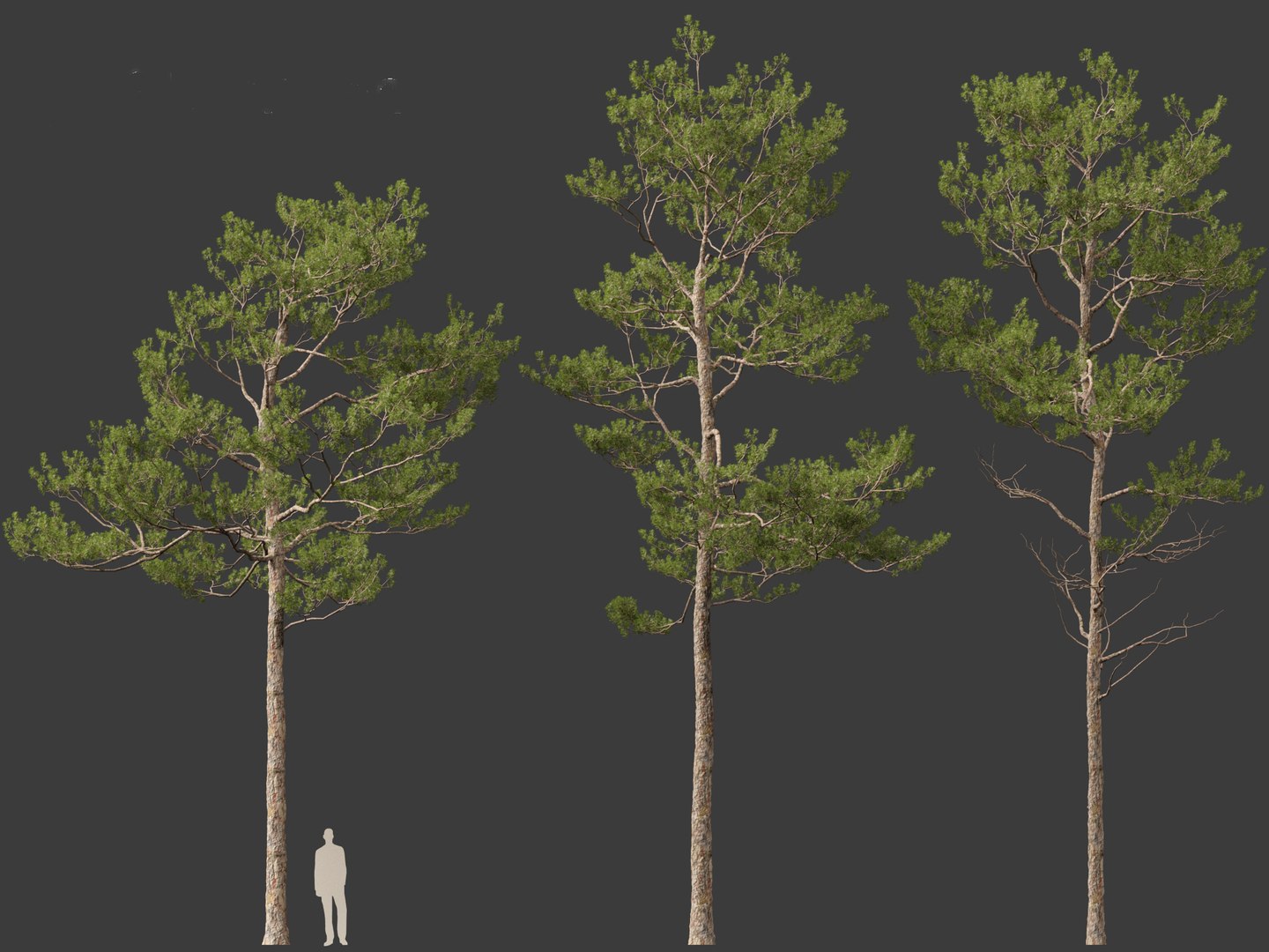3D Pinus Elliottii - Slash Pine Model - TurboSquid 2139797