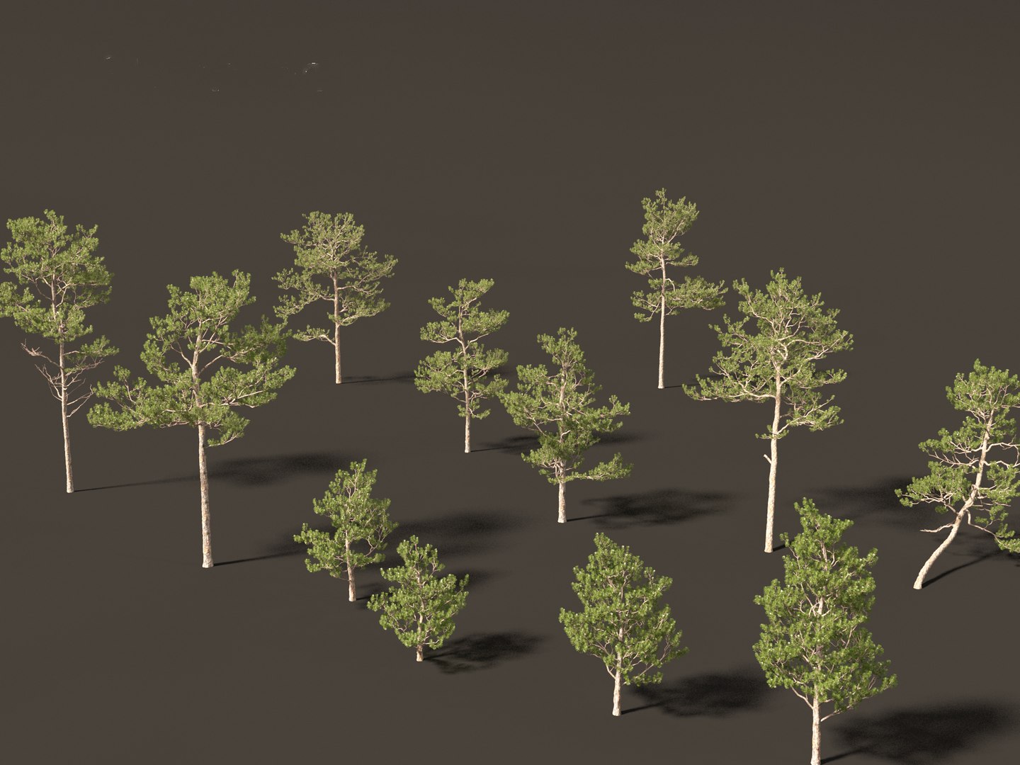 3D Pinus Elliottii - Slash Pine Model - TurboSquid 2139797