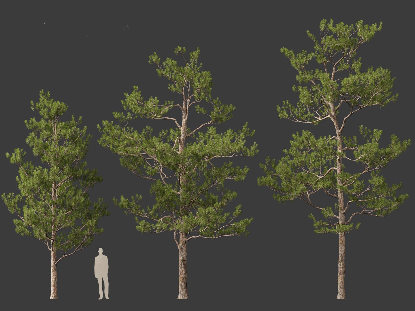 3D Pinus Elliottii - Slash Pine Model - TurboSquid 2139797