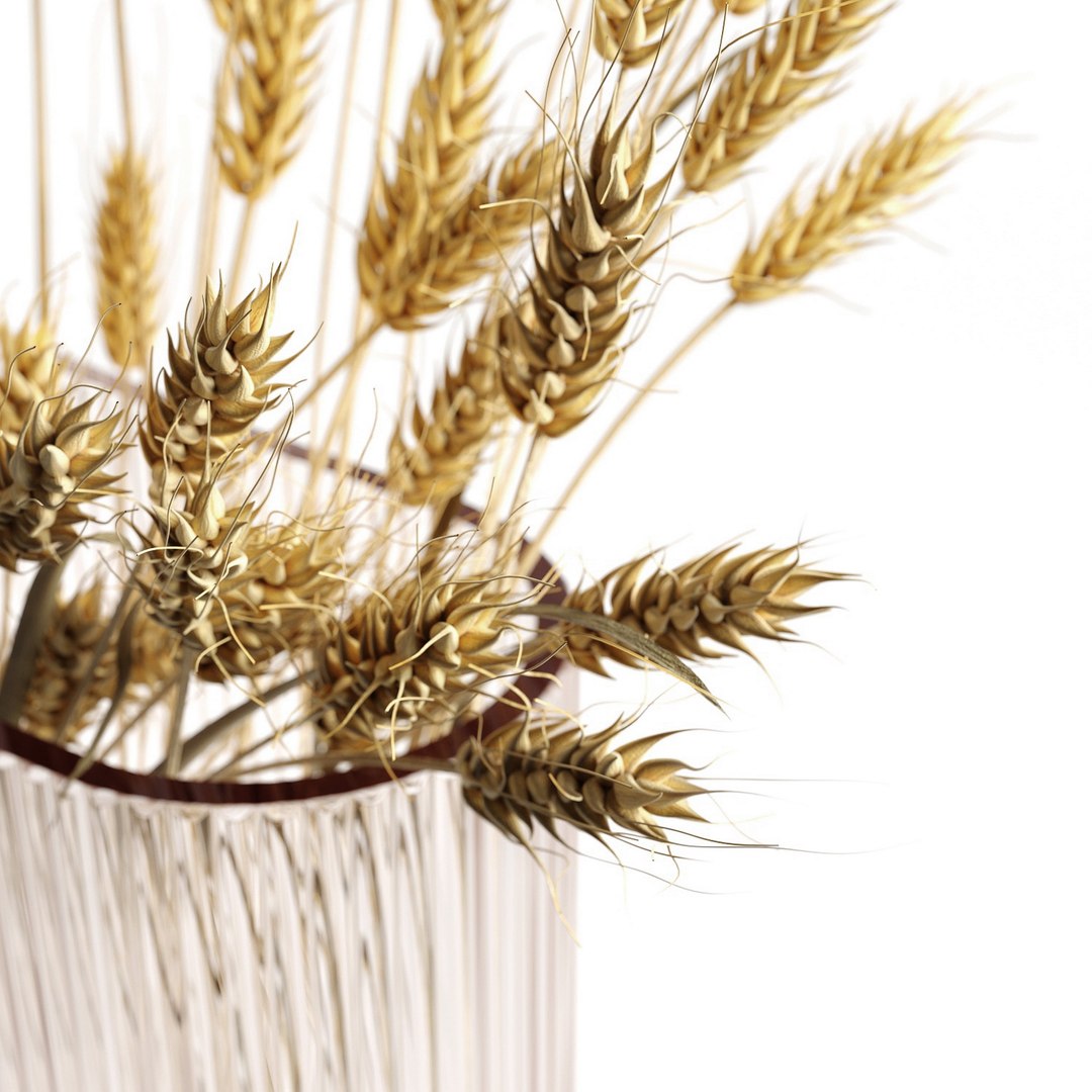 3D Sweet Wheat - TurboSquid 2207275