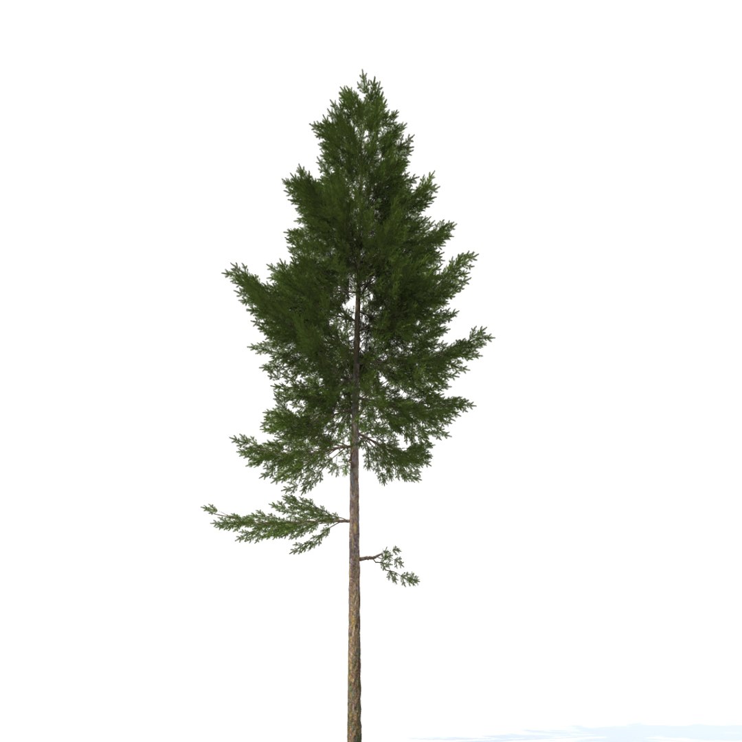 3d Pine Tree