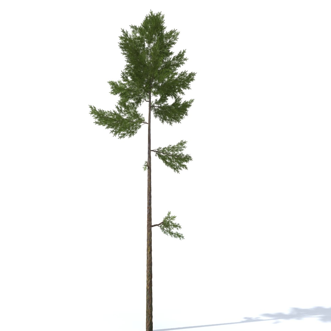 3d Pine Tree