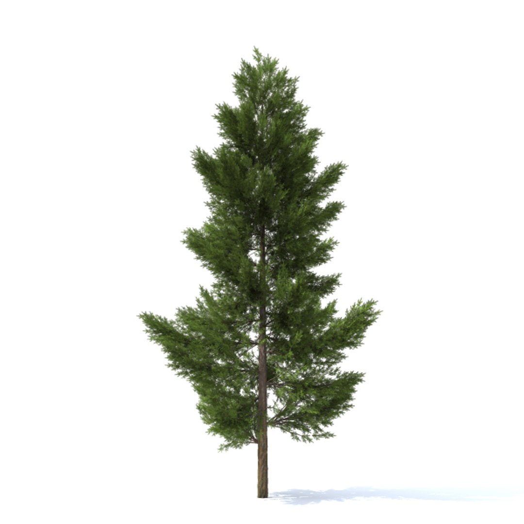 3d Pine Tree