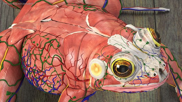 Frog Anatomy Complete Body 3D model - TurboSquid 1780562
