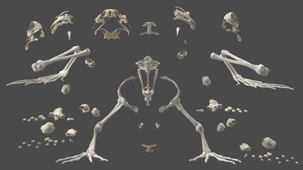 Frog Anatomy Complete Body 3D model - TurboSquid 1780562