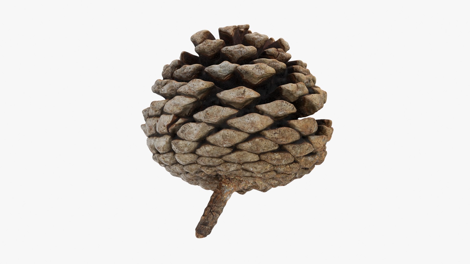 Dried Pine Cone 03 3D Model - TurboSquid 2299295