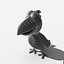 3d Model Cartoon Crow