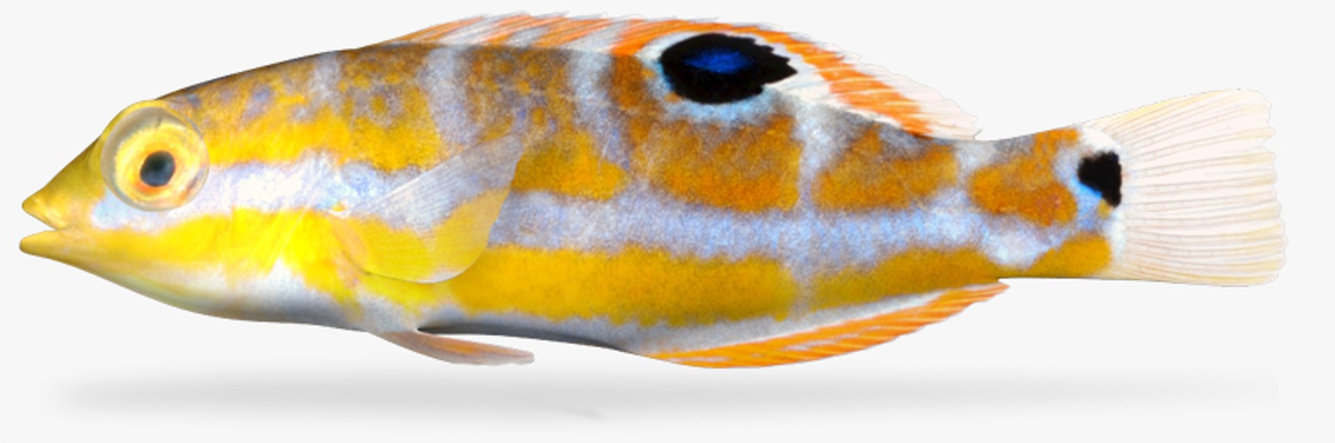 halichoeres radiatus initialphase puddingwif fbx