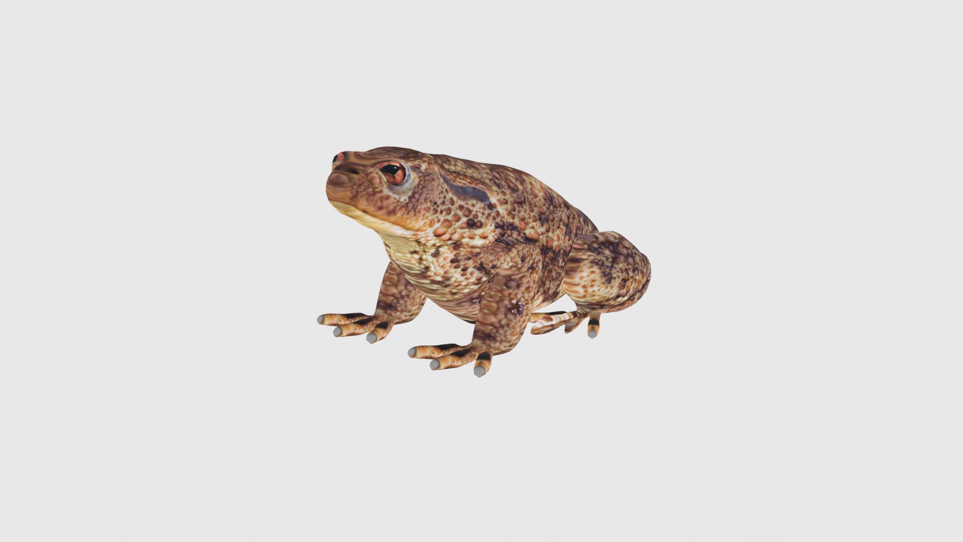 Low Poly Toad Rigged With Realistic Texture 3D Model - TurboSquid 1875582