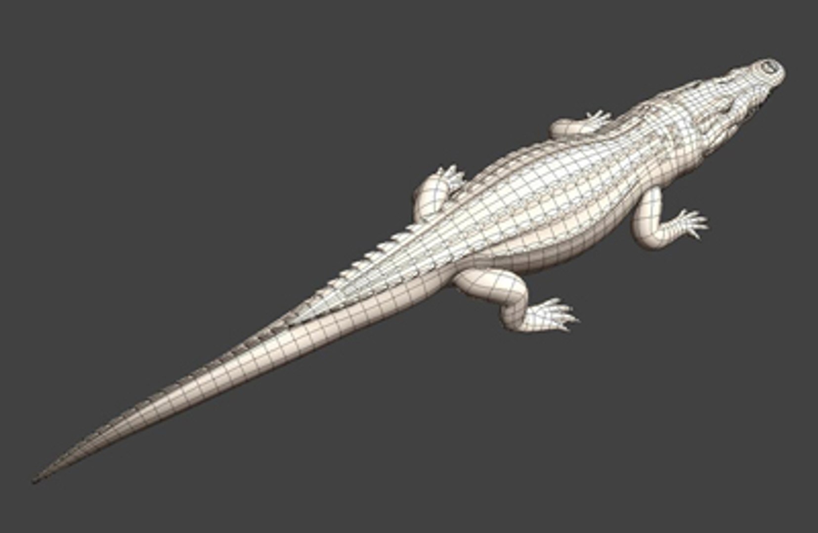 3d Crocodile Model