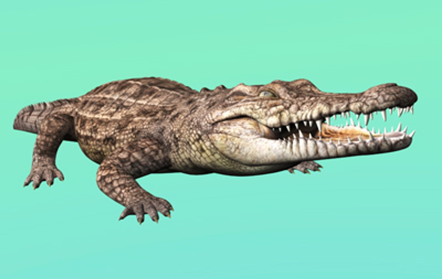 3d Crocodile Model