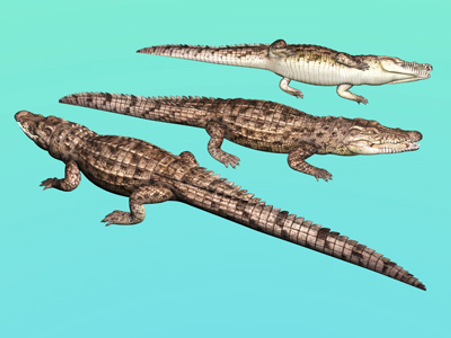 3d Crocodile Model