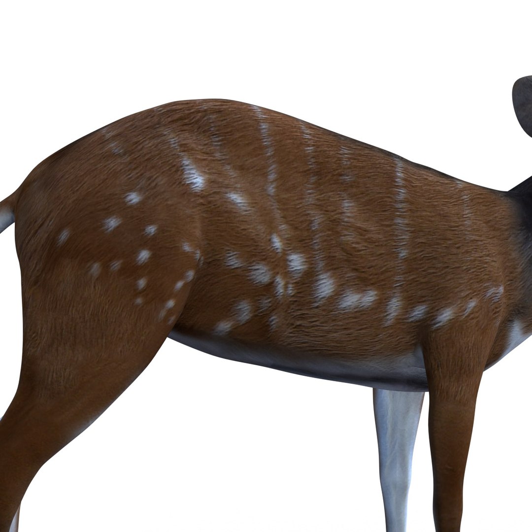 Bush Buck 3D Model | 1147779 | TurboSquid
