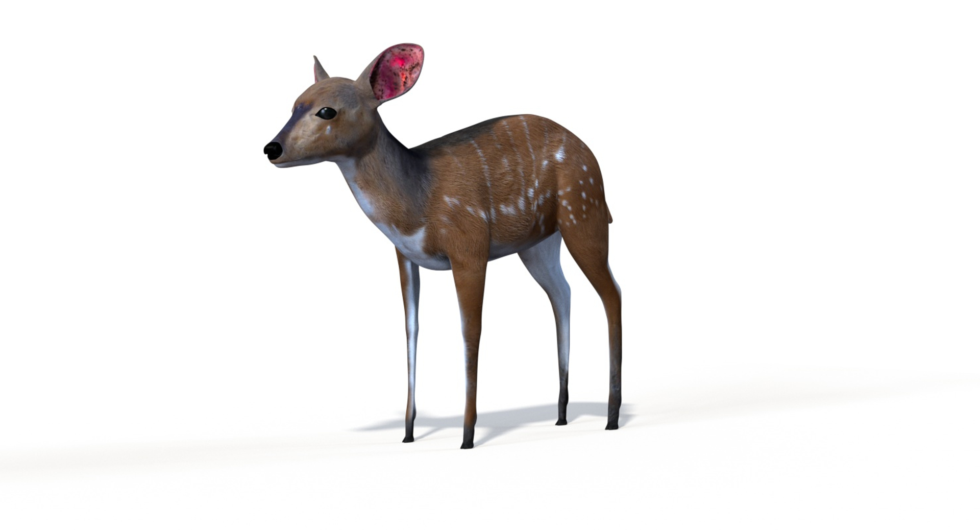 Bush Buck 3D Model | 1147779 | TurboSquid