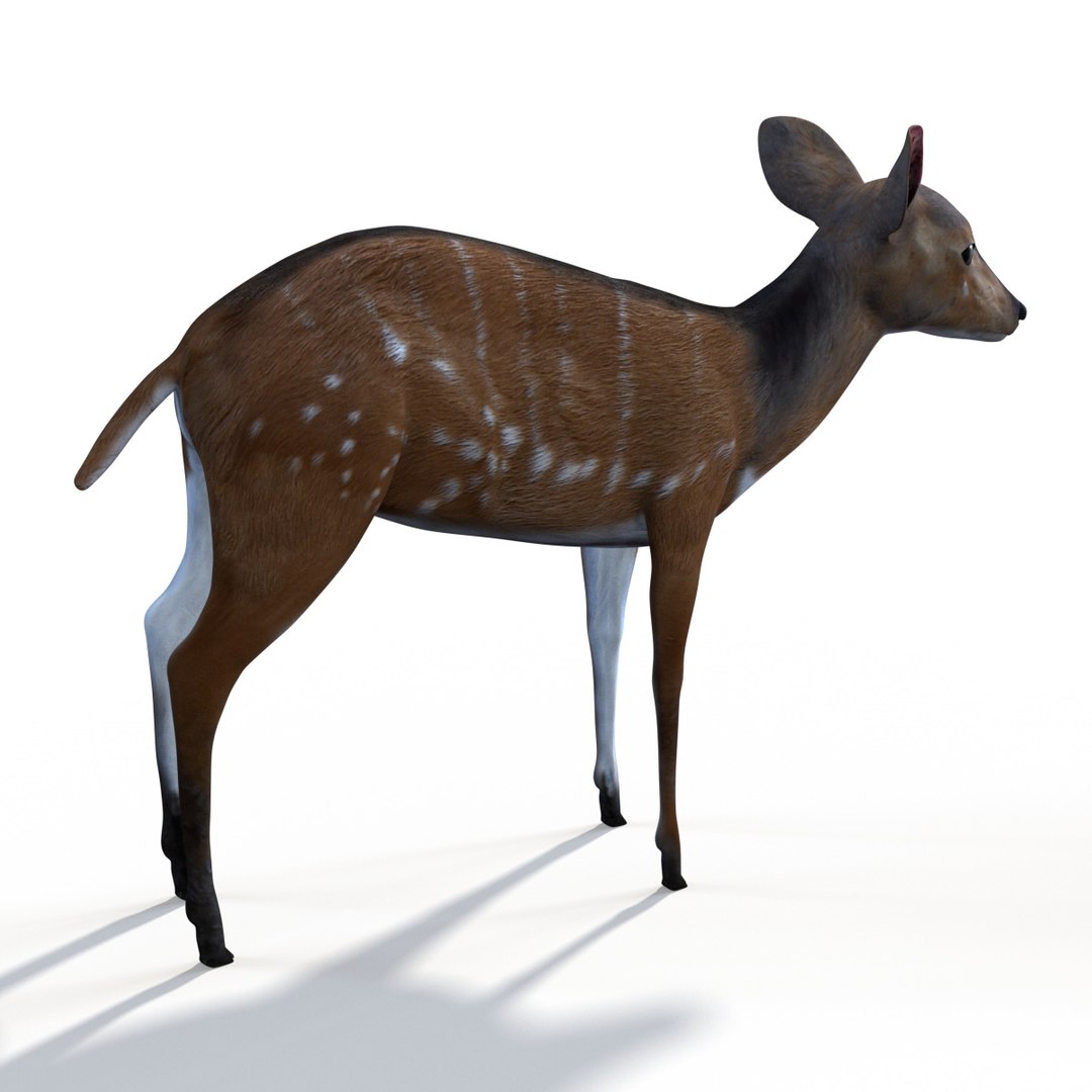 Bush Buck 3D Model | 1147779 | TurboSquid