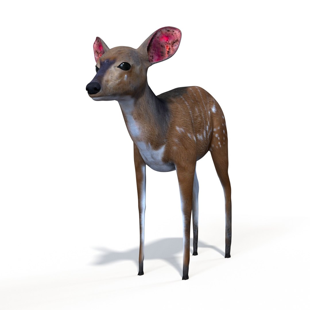 Bush Buck 3D Model | 1147779 | TurboSquid