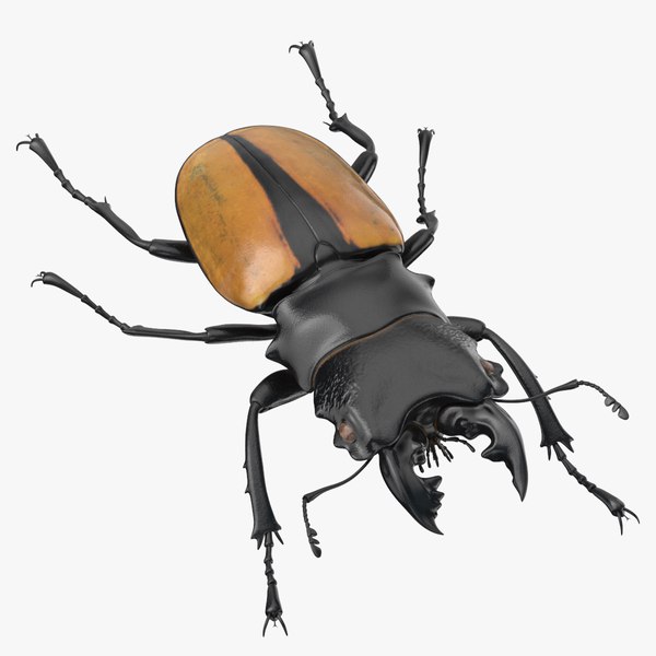Beetle 3D Models for Download | TurboSquid