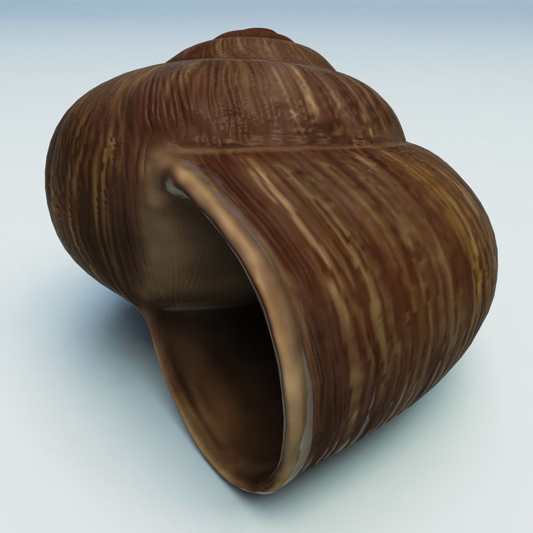 Snail Shell 3d Model