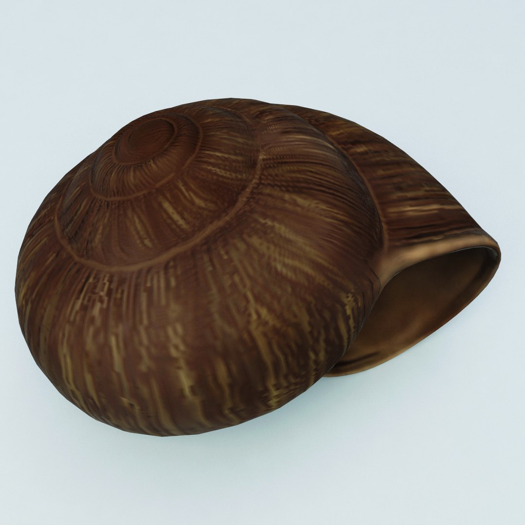 Snail Shell 3d Model