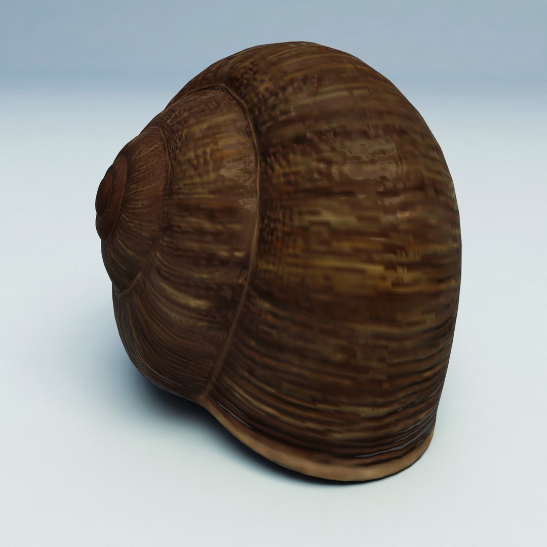 Snail Shell 3d Model
