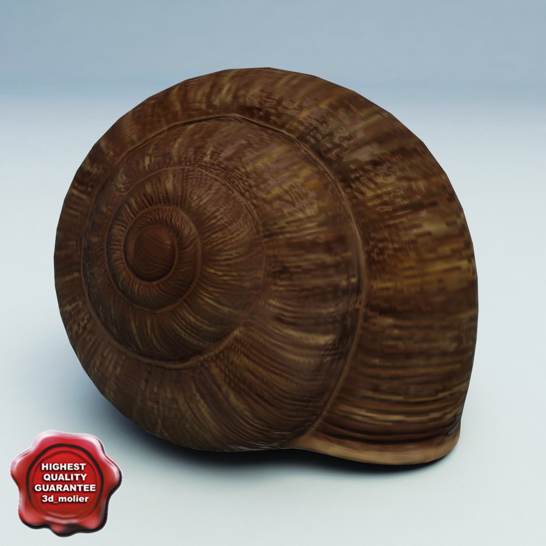 Snail Shell 3d Model