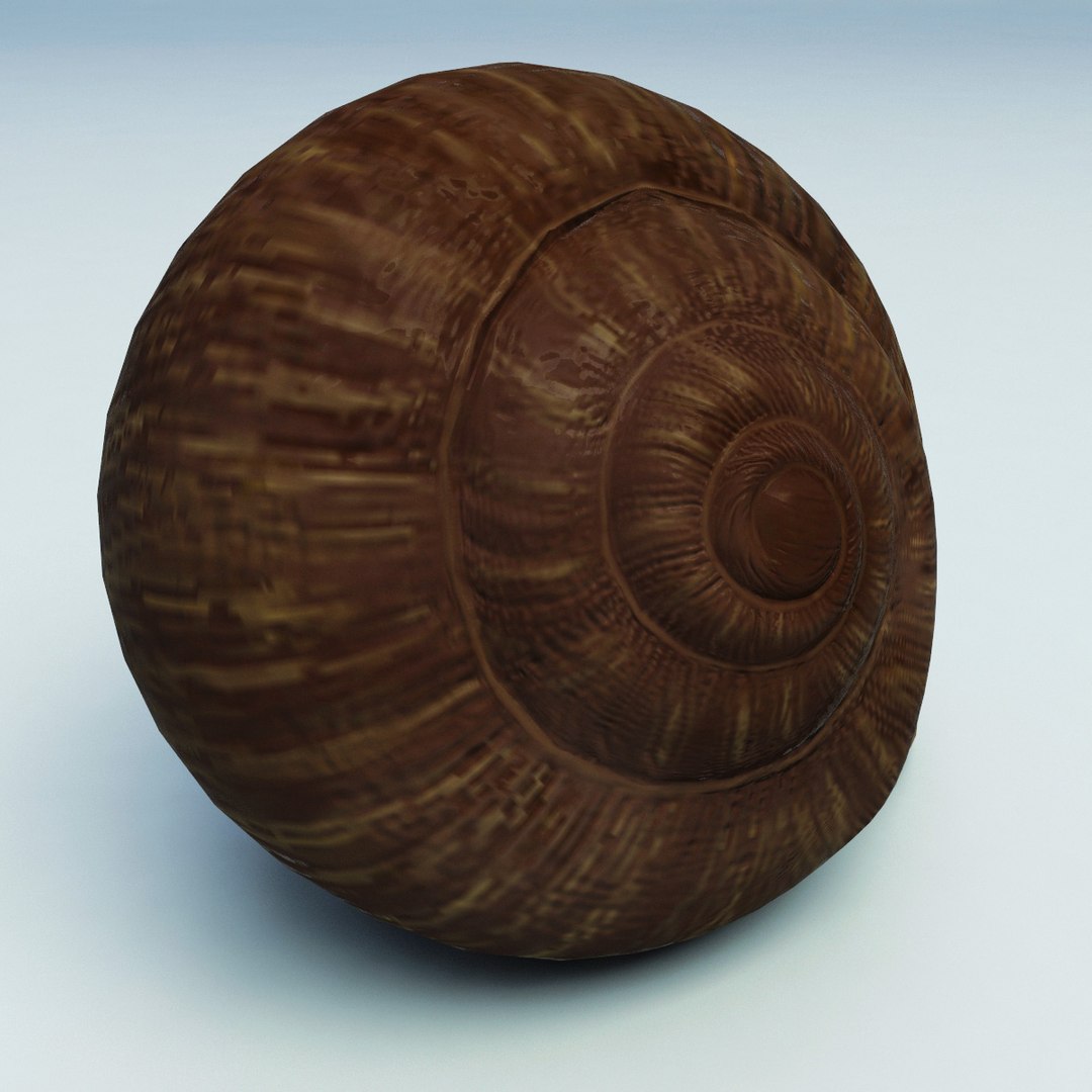 Snail Shell 3d Model