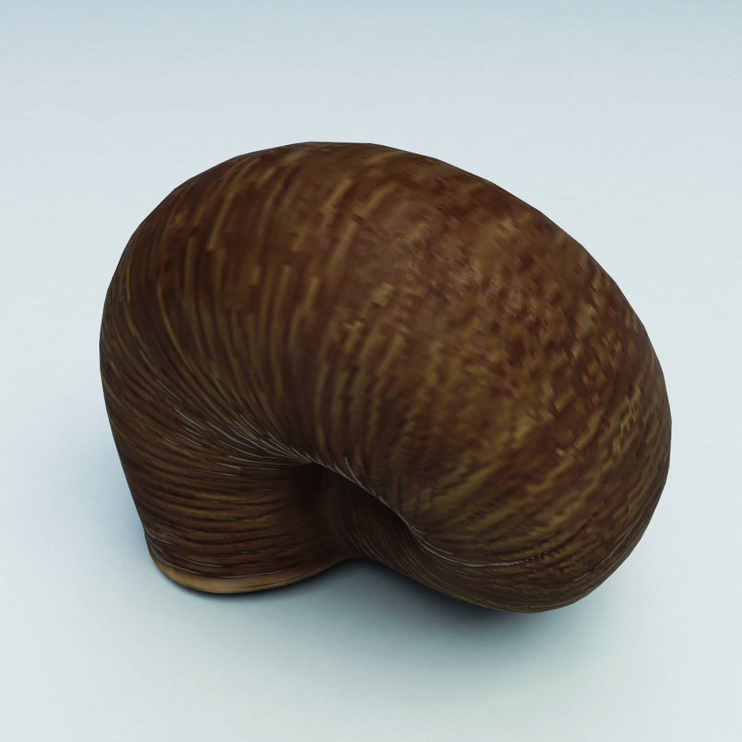 Snail Shell 3d Model